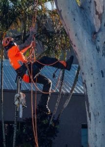 Tree Lopping Logan Co - Tree service - Logan, QLD